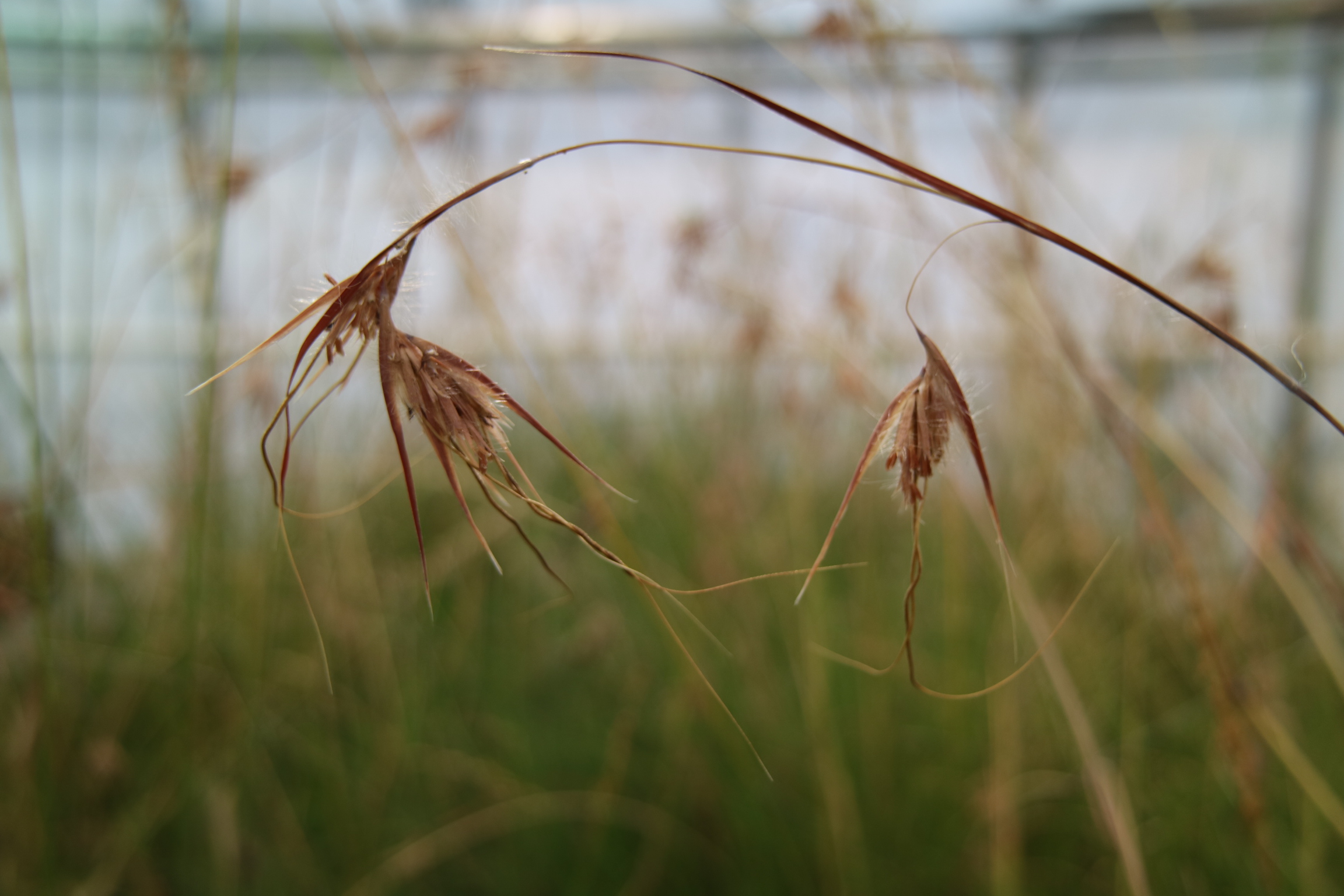 Evolution – Botany – Molecular Ecology | Grass Evolution Group |Siri ...